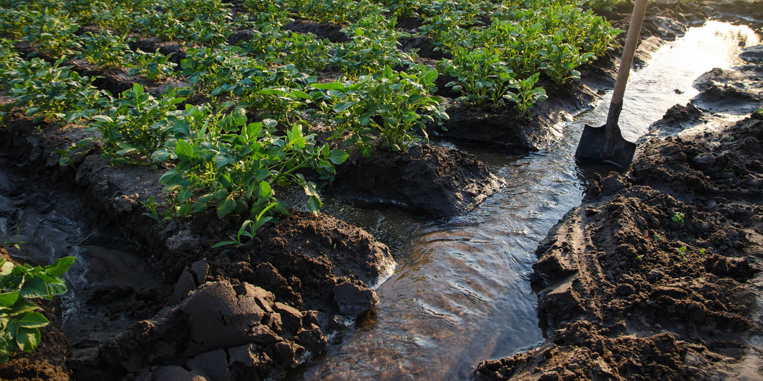 Flood Irrigation – PureAg